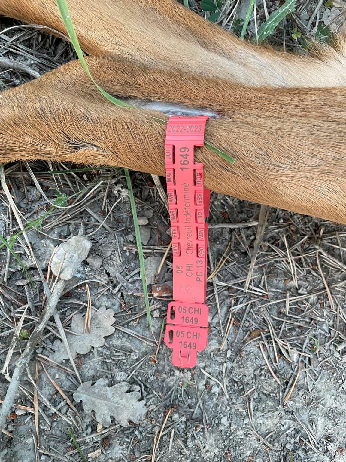 Chasse à la journée ⋆ ChasseTube.fr