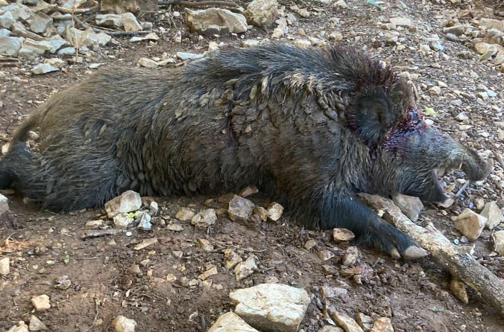Chasse du sanglier : battue, vidéos et conseils terrain ⋆ ChasseTube.fr